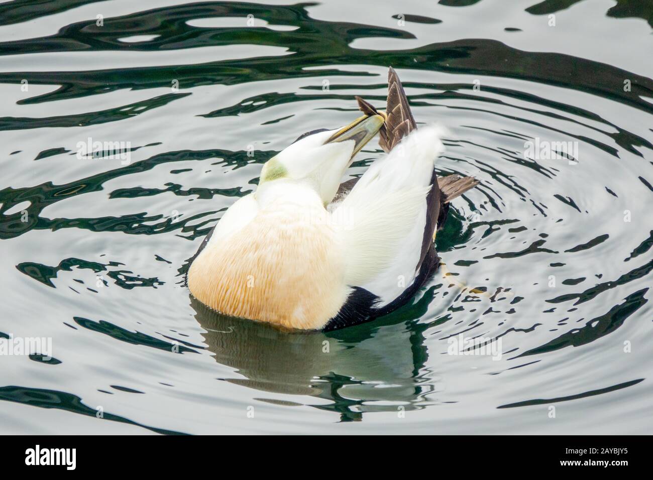 Common Eider Drake Stock Photo - Alamy