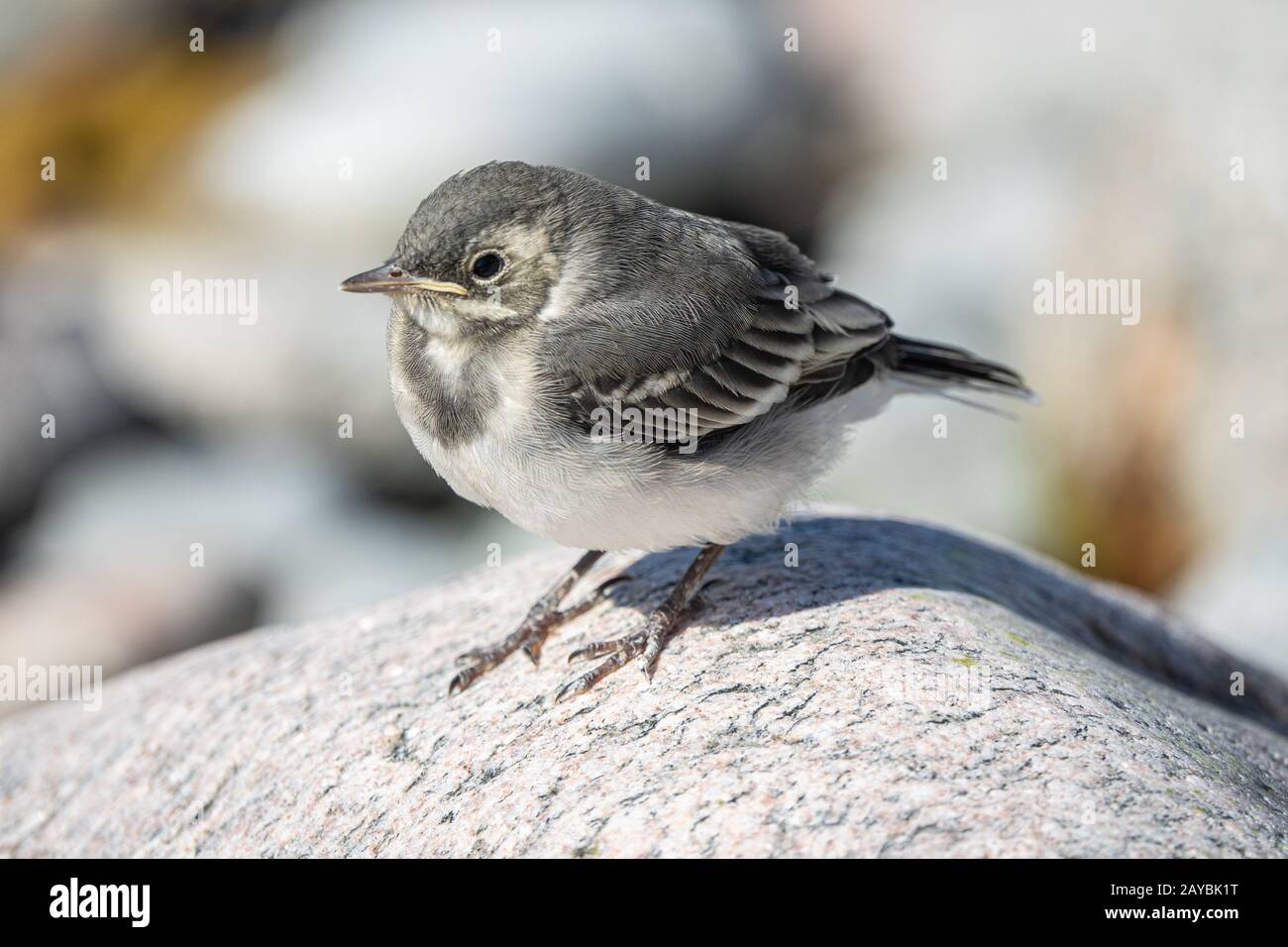 Juvenile White wagtail Stock Photo - Alamy
