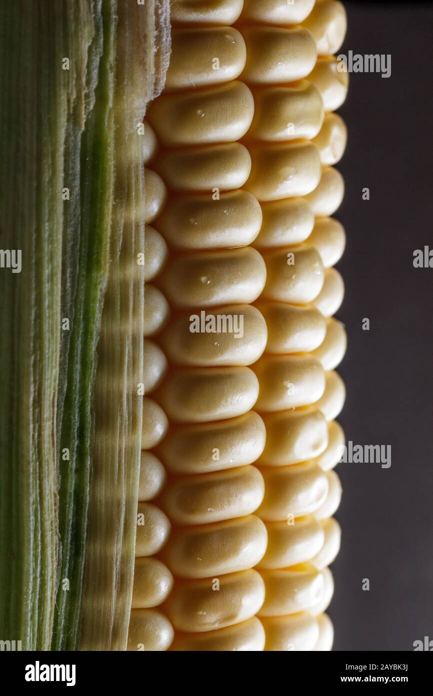 Corn cob macro isolated on black background. Farming and agriculture ...