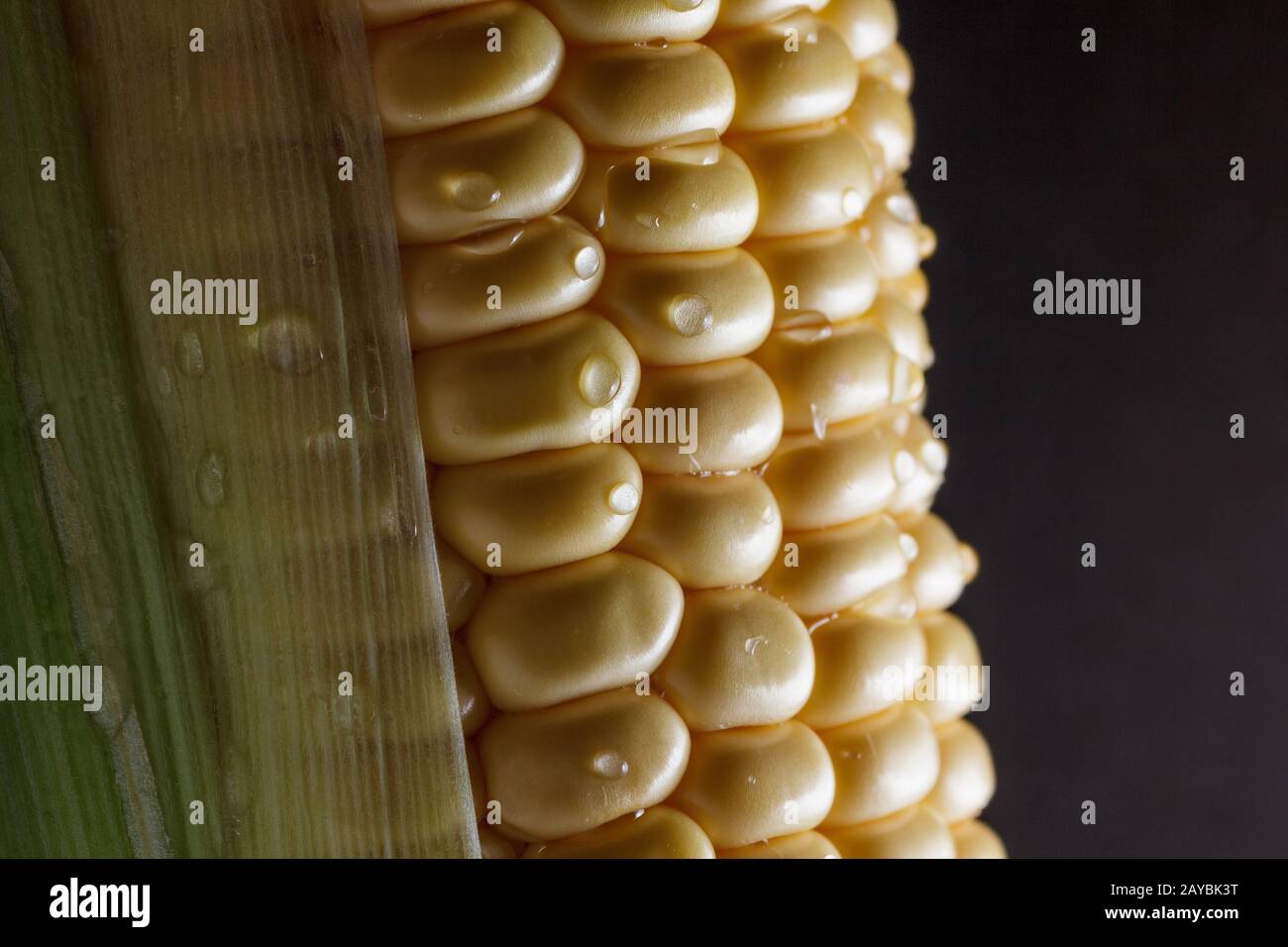 Corn cob macro isolated on black background. Farming and agriculture ...