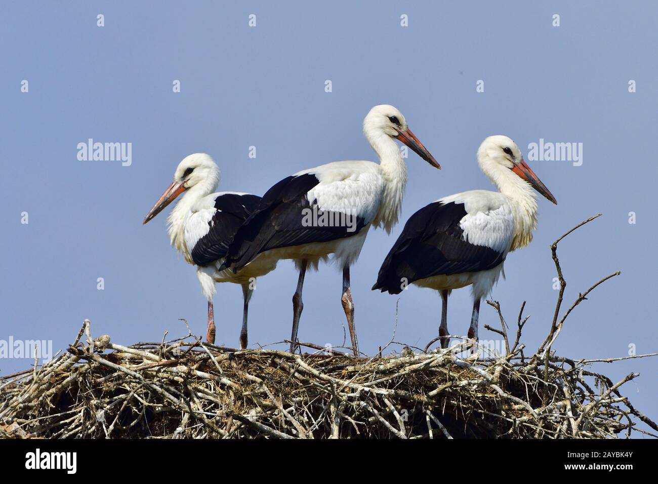 Storks looking for food hi-res stock photography and images - Alamy