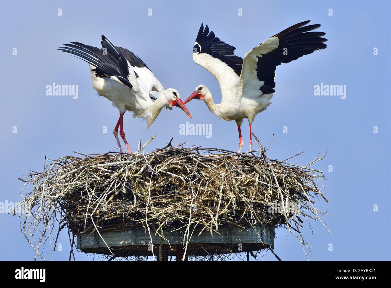 Storks looking for food hi-res stock photography and images - Alamy