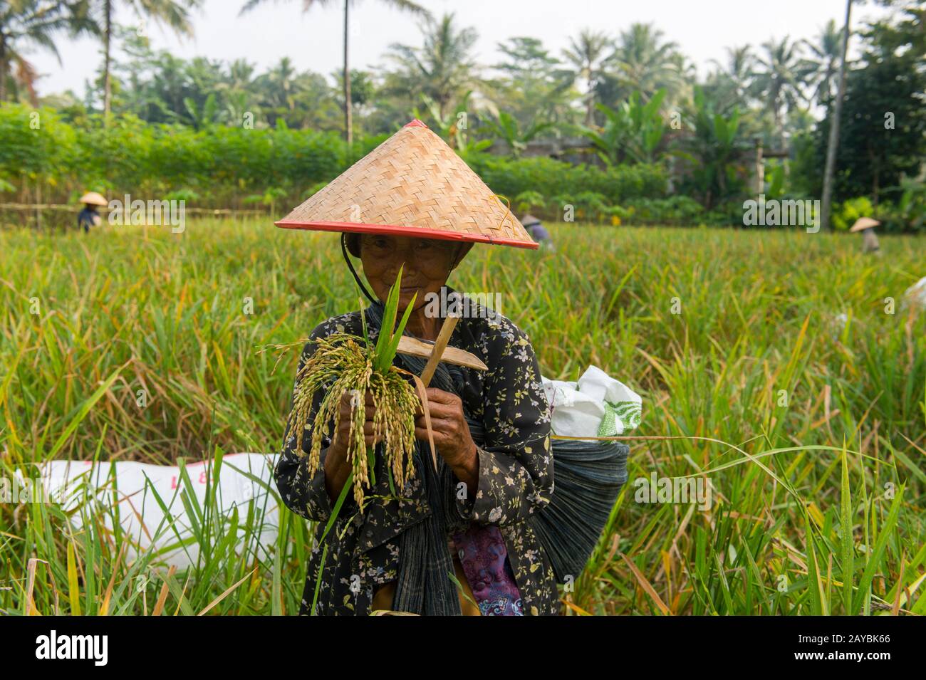 An old farmers woman harvesting rice, showing the knife to cut the rice ...
