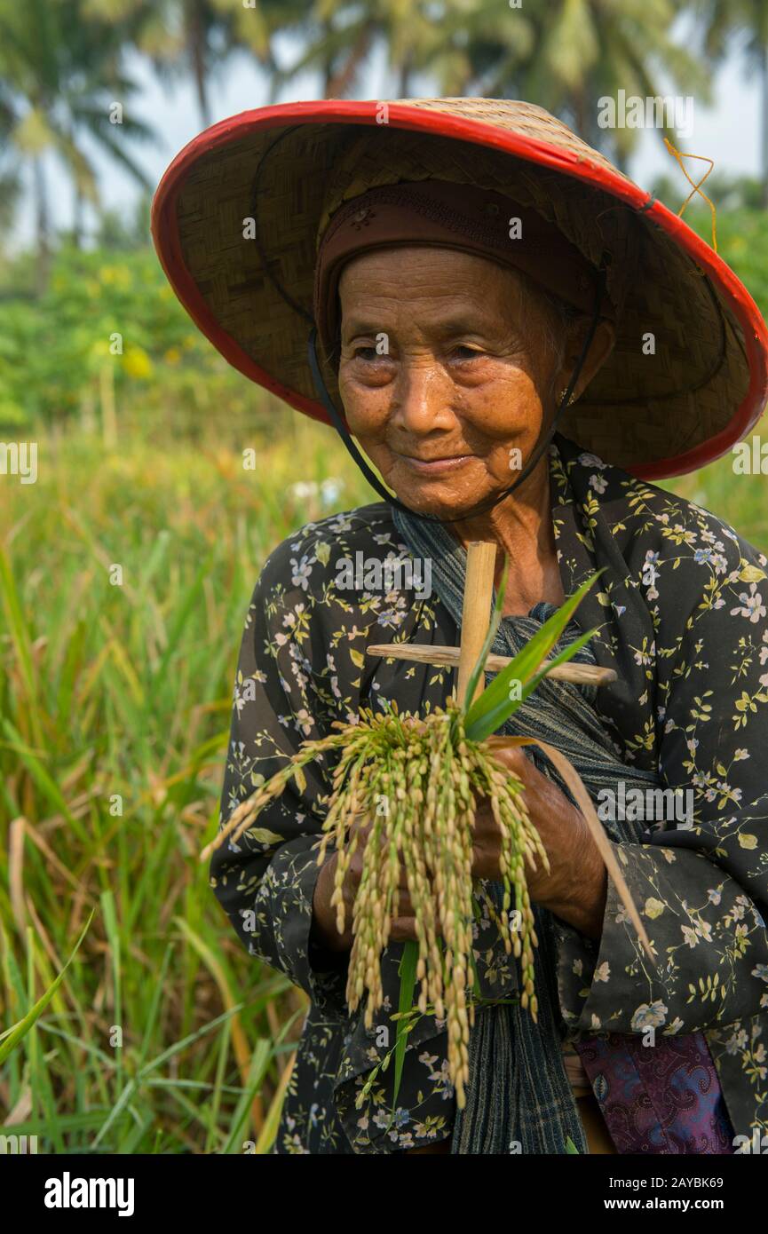 Portrait of an old farmers woman harvesting rice, showing the knife to ...