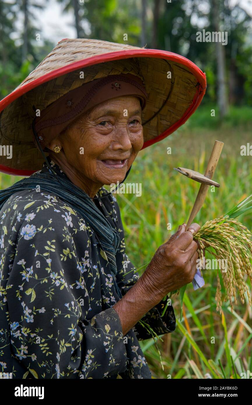 Portrait of an old farmers woman harvesting rice, showing the knife ...