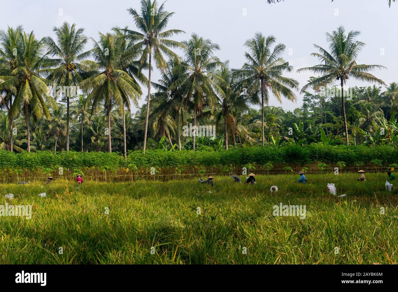 A rice field with papaya plants and coconut palm trees near Borobudur ...