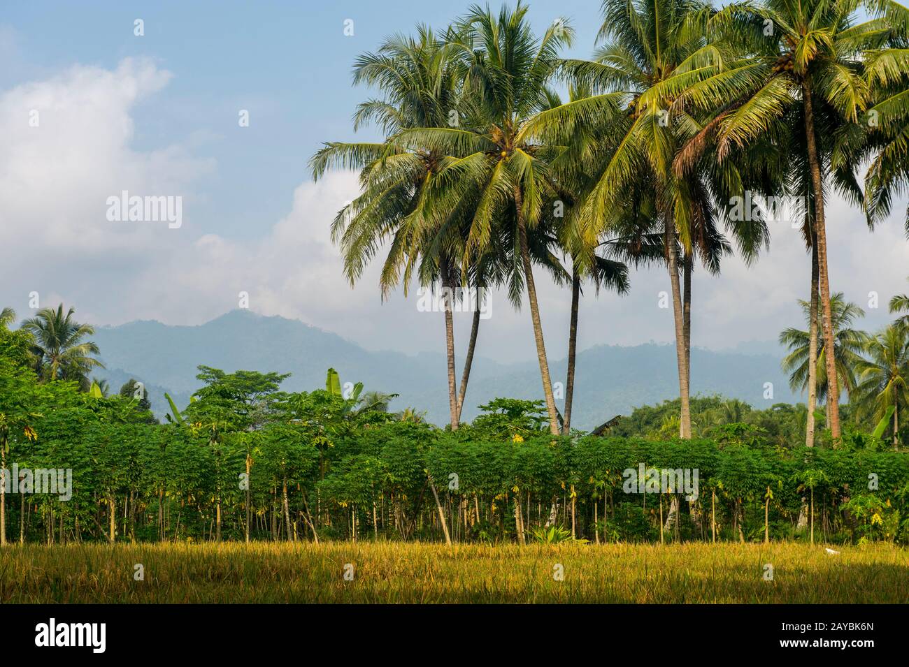 Farmers harvesting rice near Borobudur Temple located in central Java ...