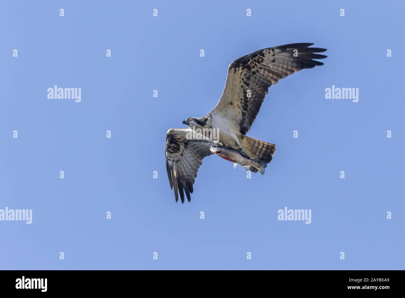 An osprey in flight Stock Photo - Alamy