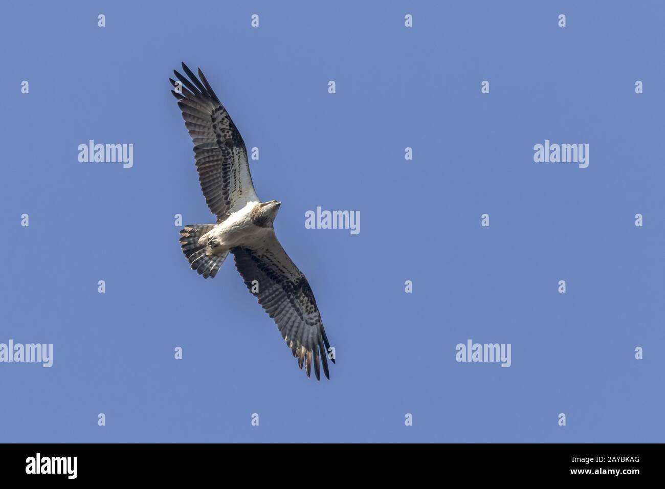 An osprey in flight Stock Photo - Alamy