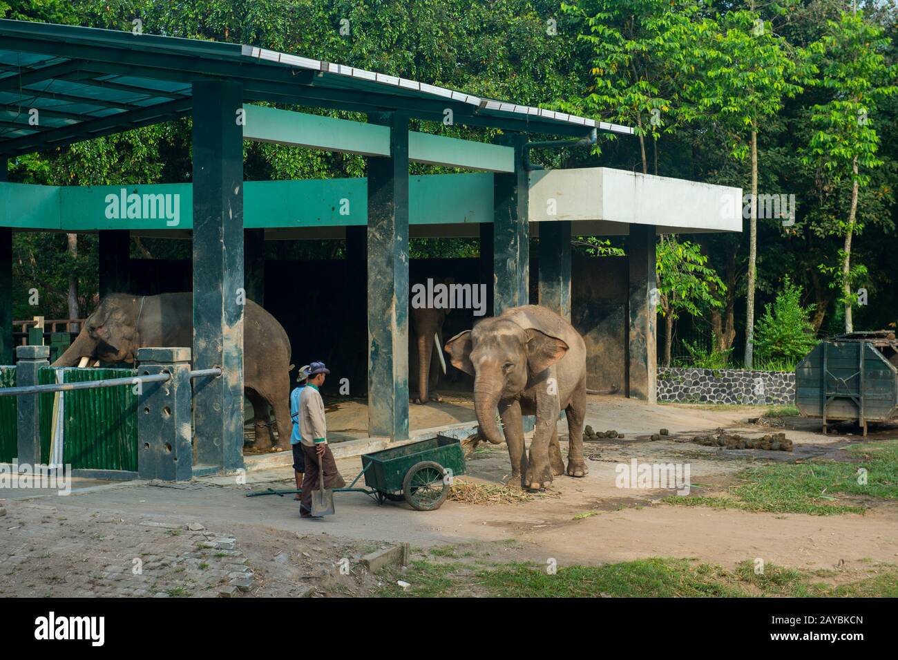 Asian elephants at the Borobudur temple complex located in central Java ...