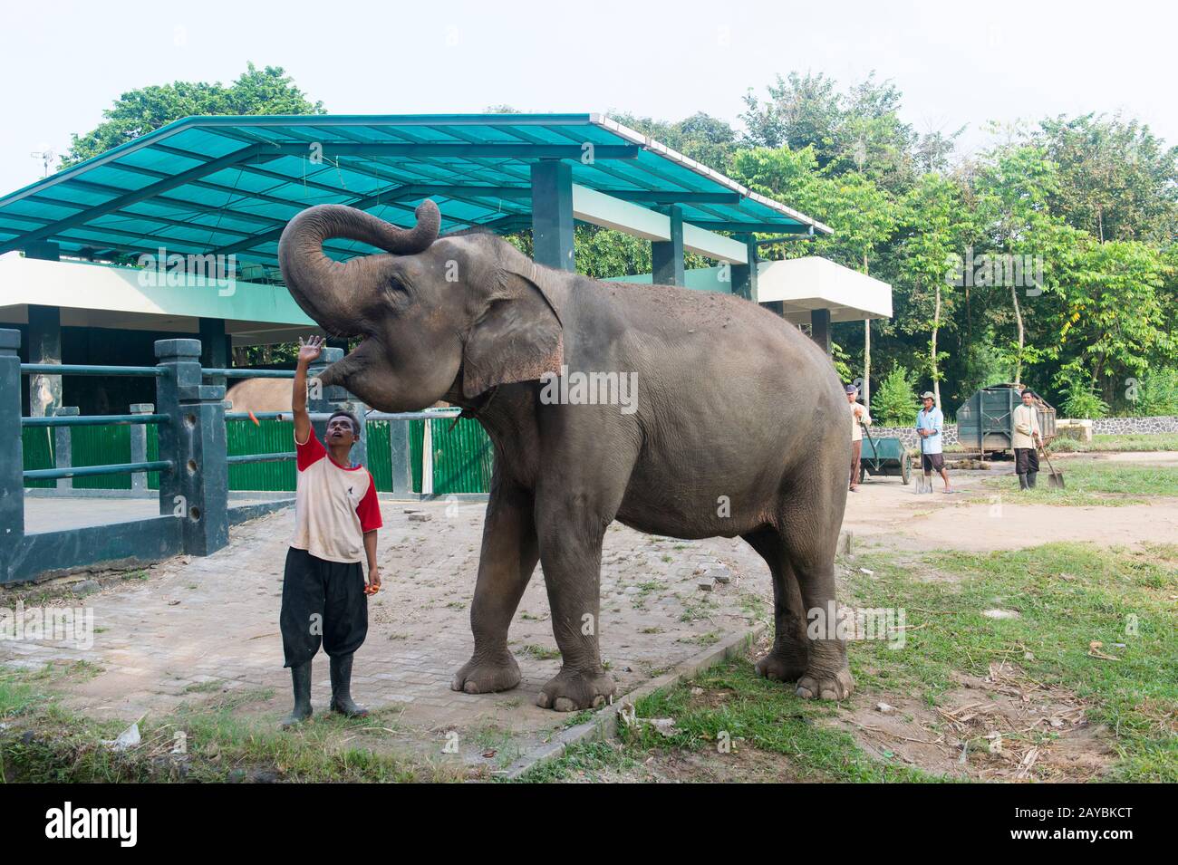 Asian elephants at the Borobudur temple complex located in central Java ...