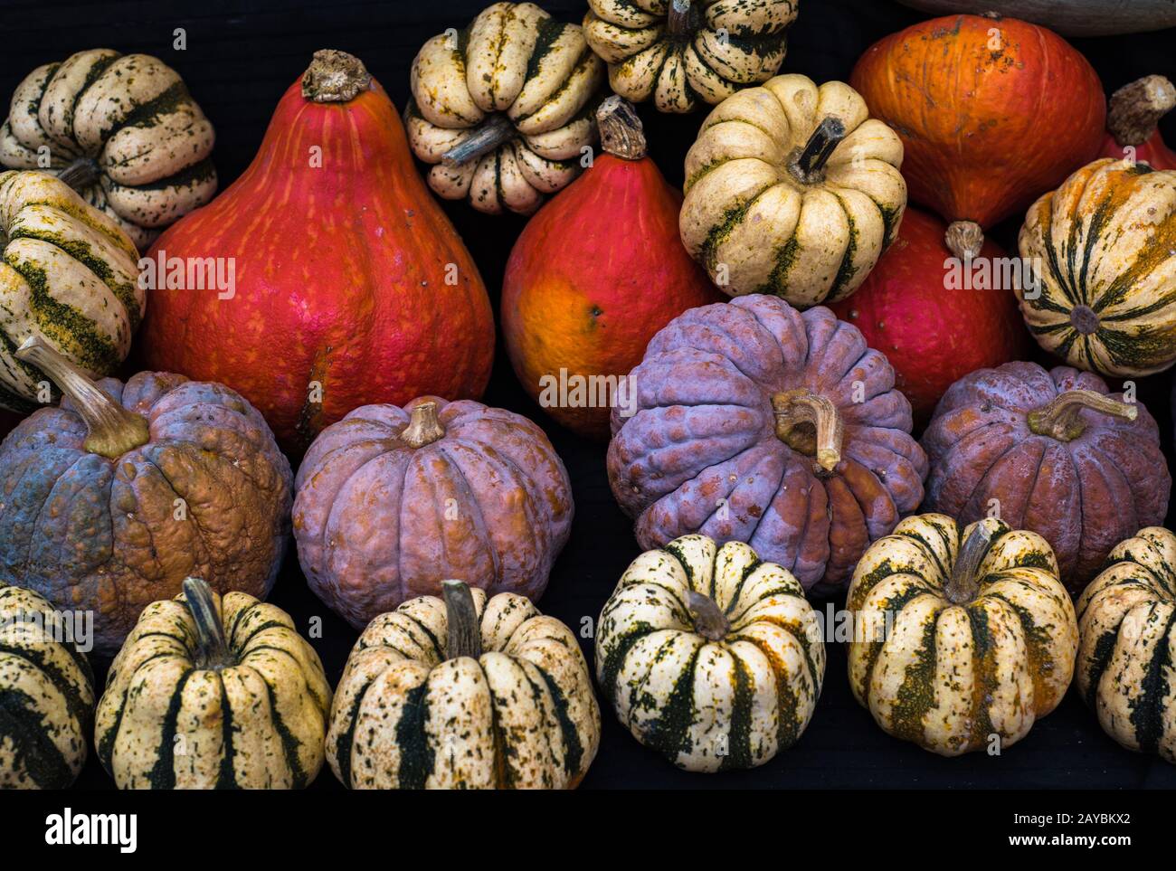 Pumpkins collection hi-res stock photography and images - Alamy