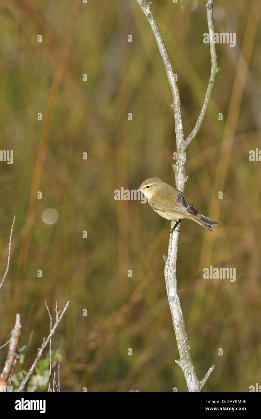 Fitis hi-res stock photography and images - Alamy