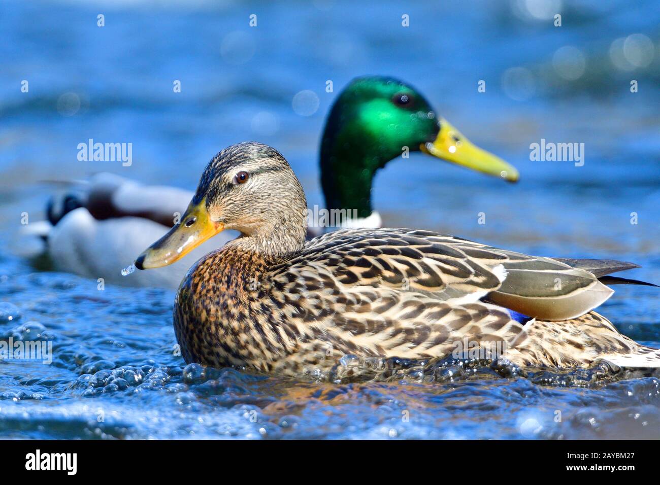 Two male and one female mallards hi-res stock photography and images ...