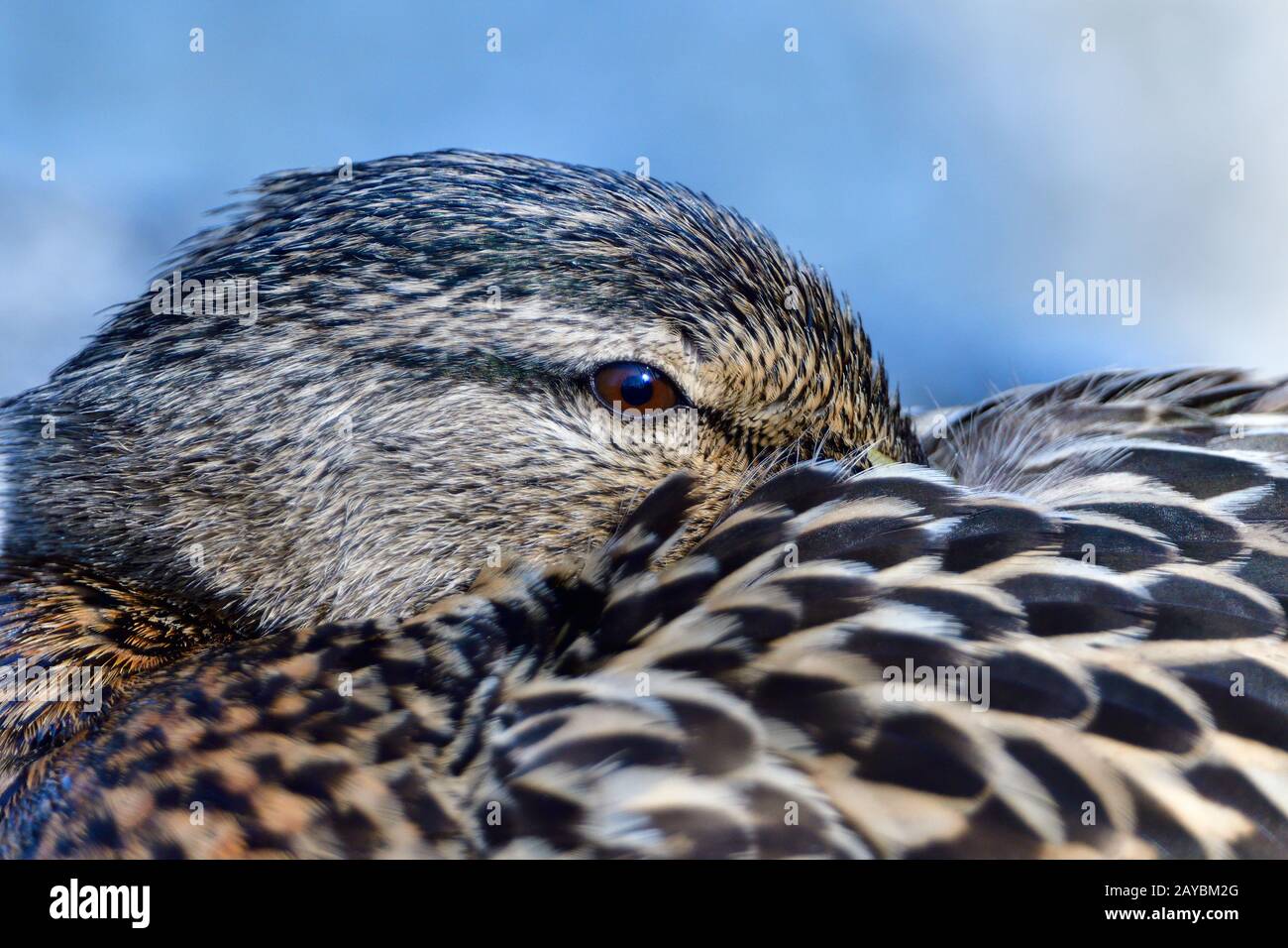 Female mallard duck head hi-res stock photography and images - Alamy