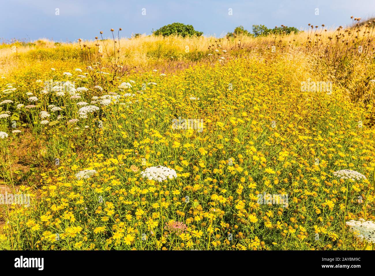 Sunny spring day Stock Photo - Alamy