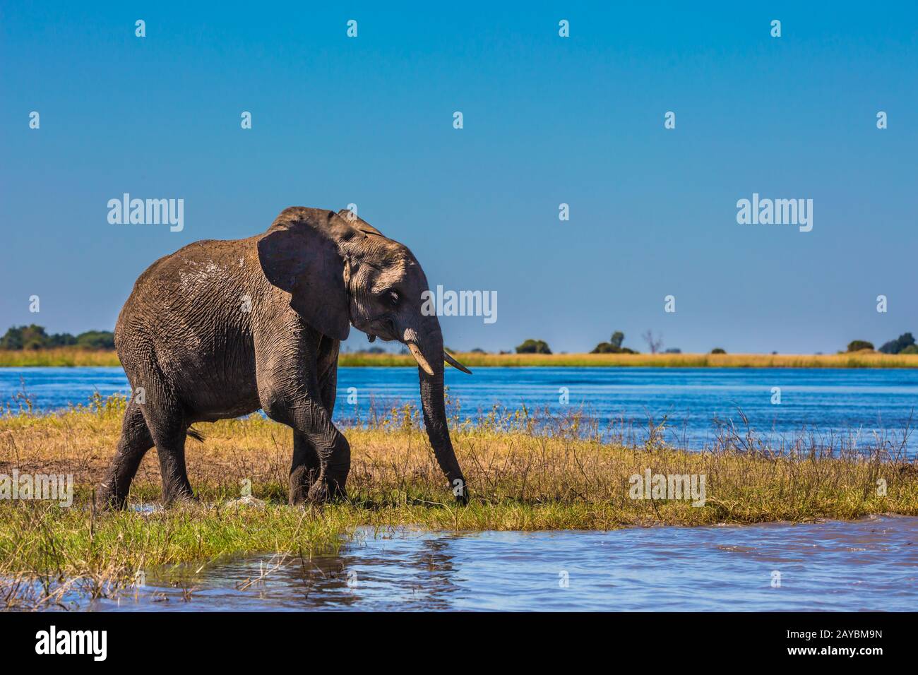Okavango delta people hi-res stock photography and images - Alamy