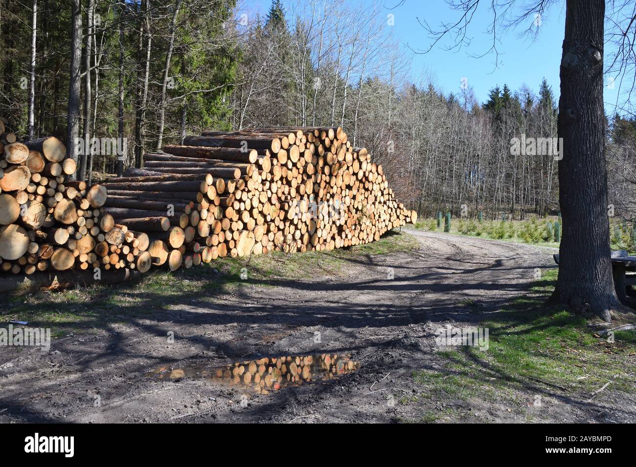 Spruce trunks cut Stock Photo - Alamy