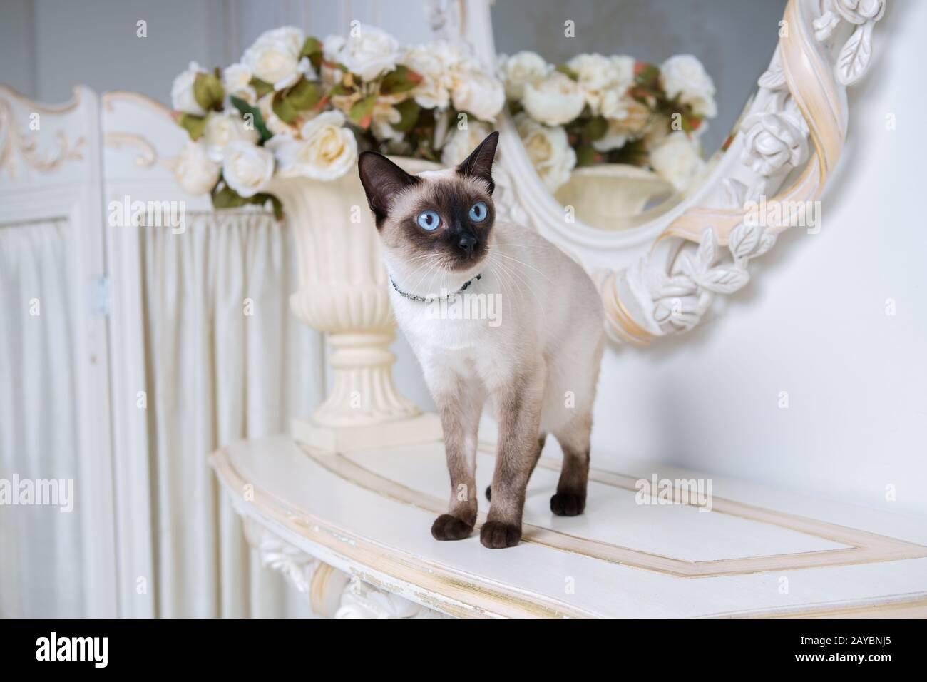 two color cat without tail Mekong Bobtail breed with jewel precious ...