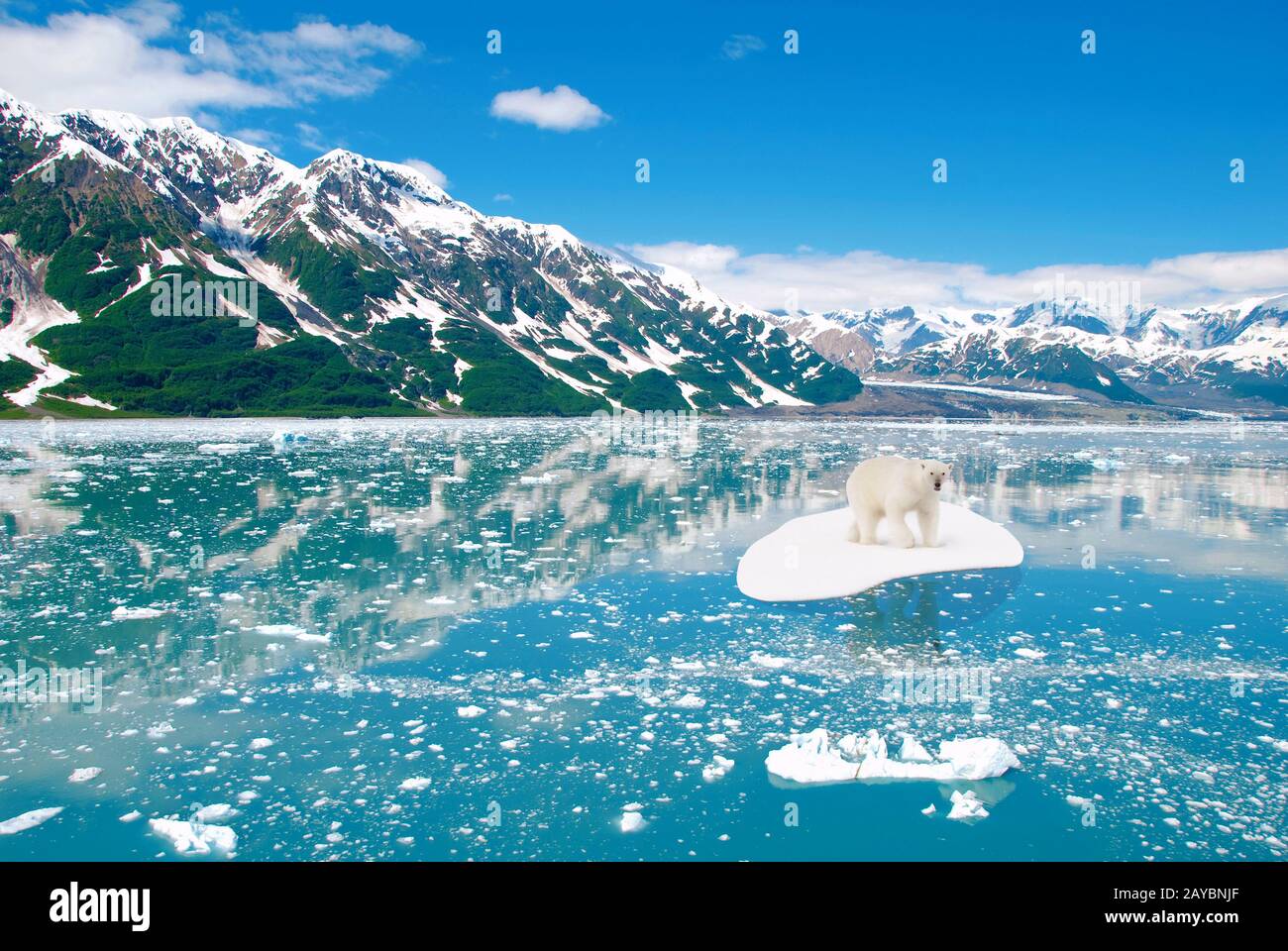 White icebear drifting on a ice floe. Environment, ecosystem and global ...