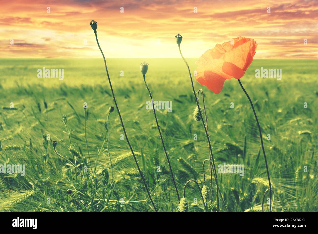 Red poppy field sunset hi-res stock photography and images - Alamy