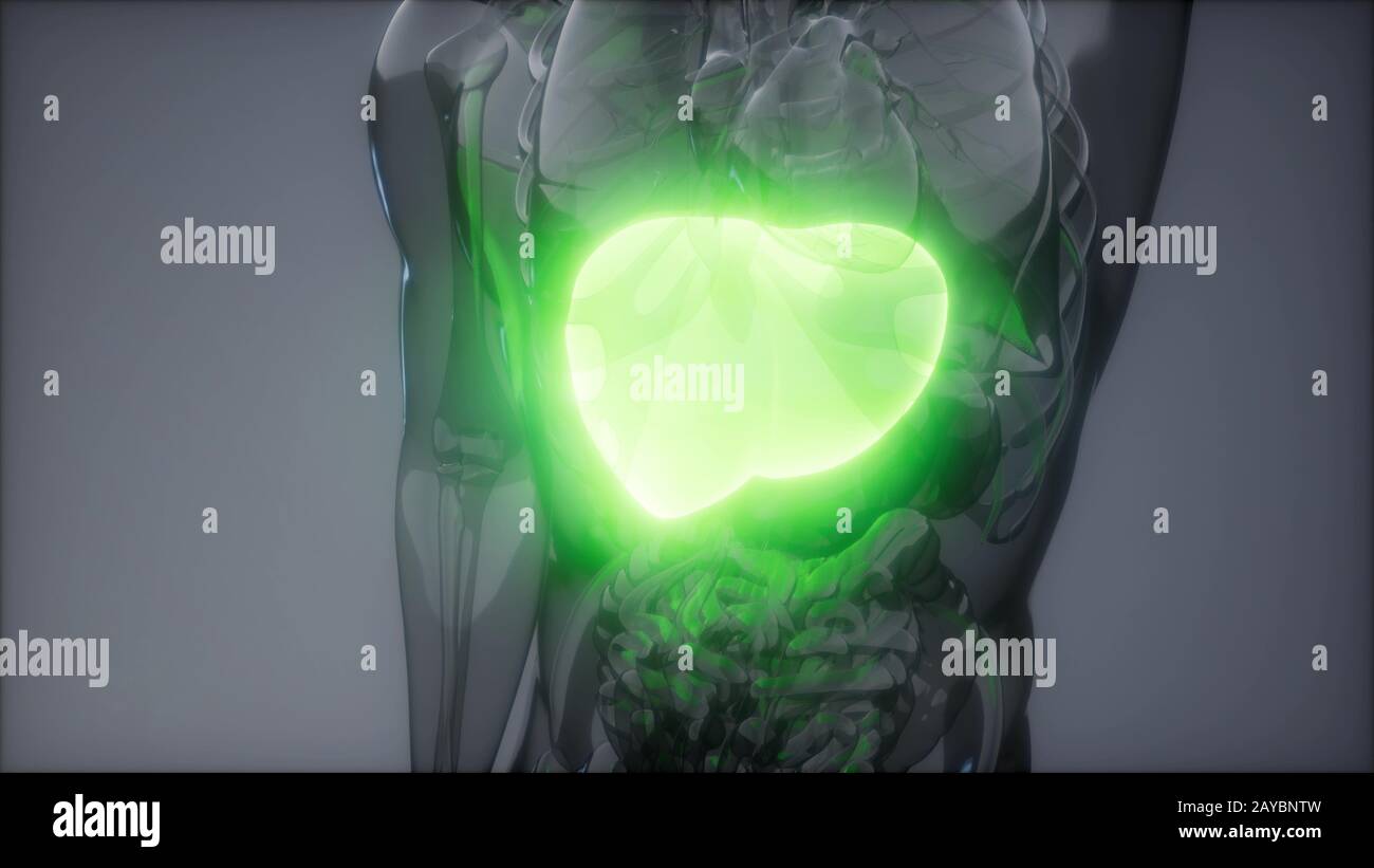 Human Liver Radiology Exam Stock Photo - Alamy