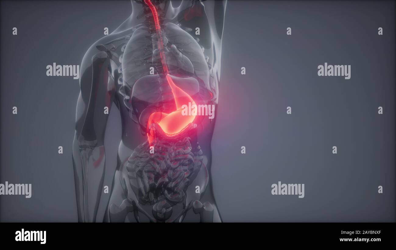 Human Stomach Radiology Exam Stock Photo - Alamy