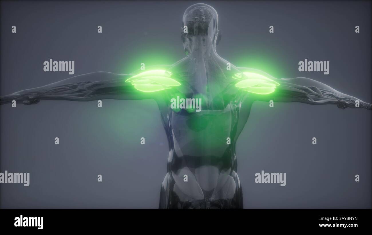 deltoid - Visible muscle anatomy map Stock Photo - Alamy