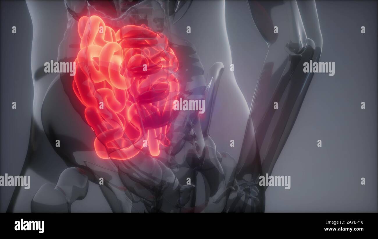 Human Small Intestine Radiology Exam Stock Photo - Alamy