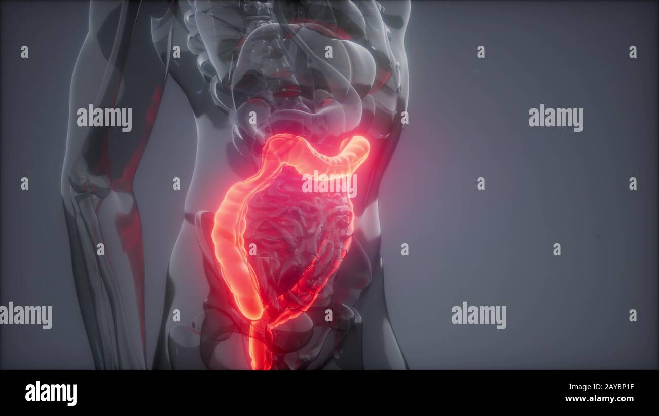 Human Colon Radiology Exam Stock Photo - Alamy