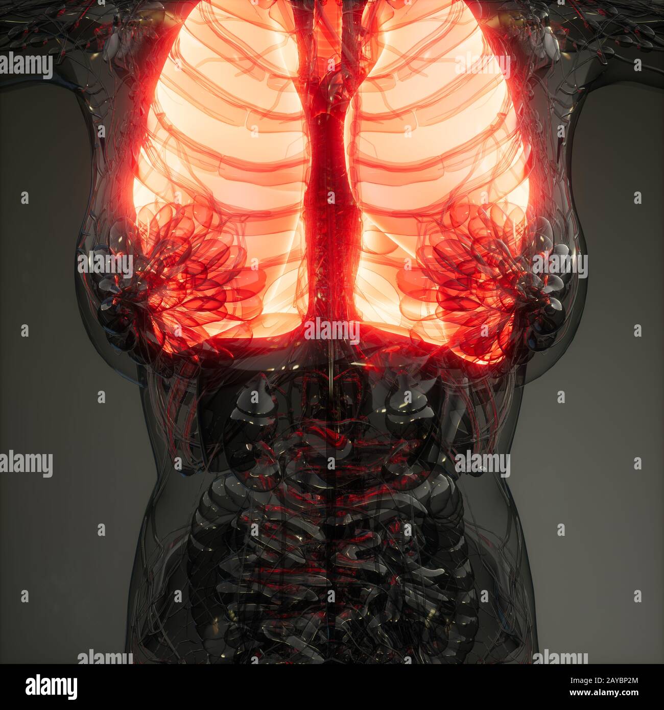 Human Lungs Radiology Exam Stock Photo - Alamy