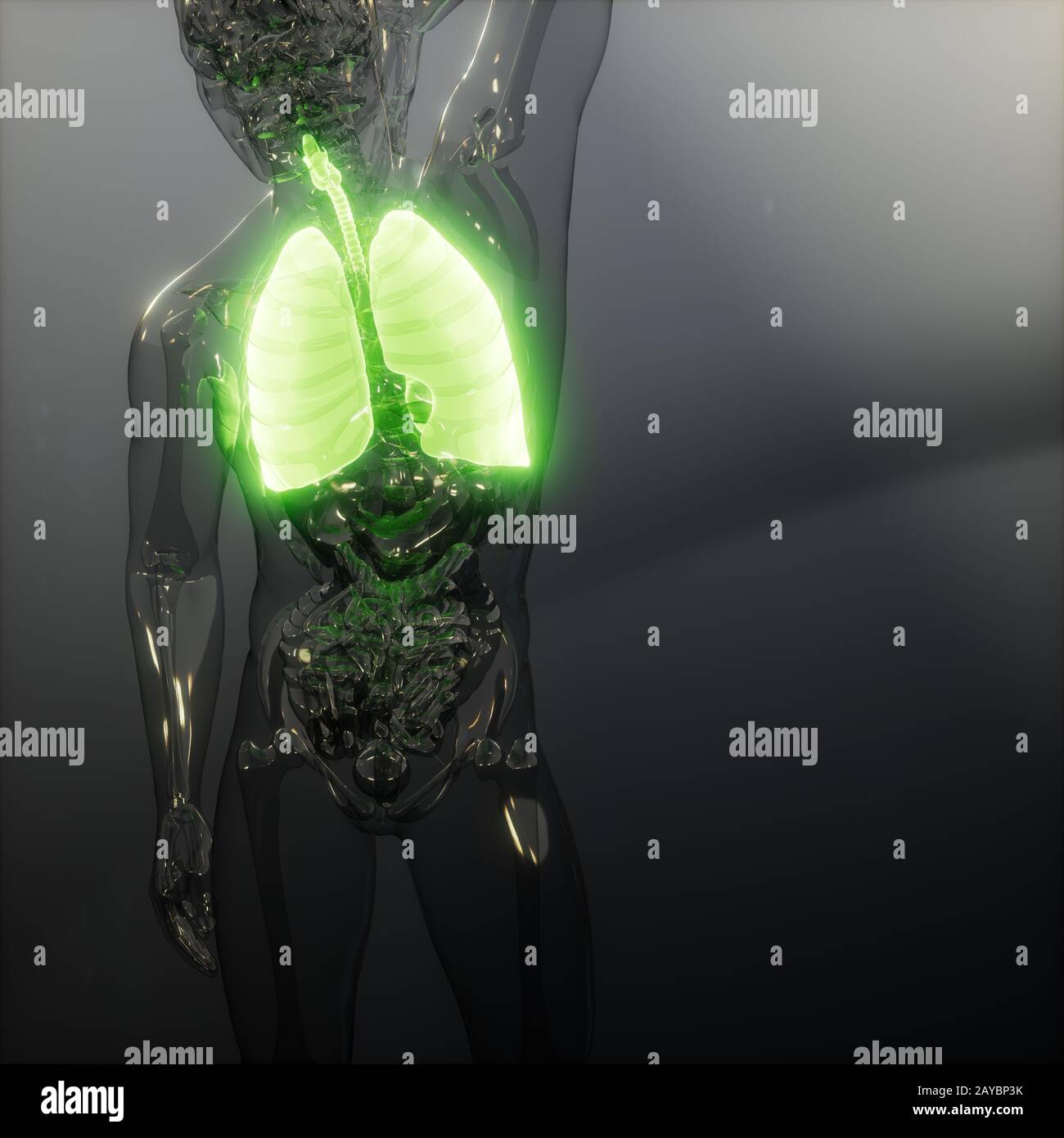 Human Lungs Radiology Exam Stock Photo - Alamy