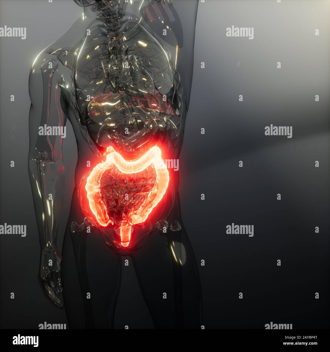 Human Colon Radiology Exam Stock Photo - Alamy