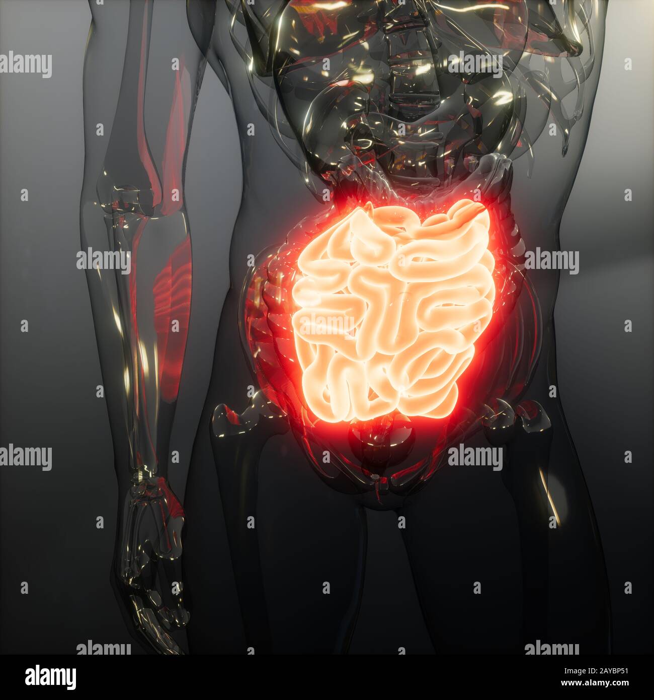 Human Small Intestine Radiology Exam Stock Photo - Alamy