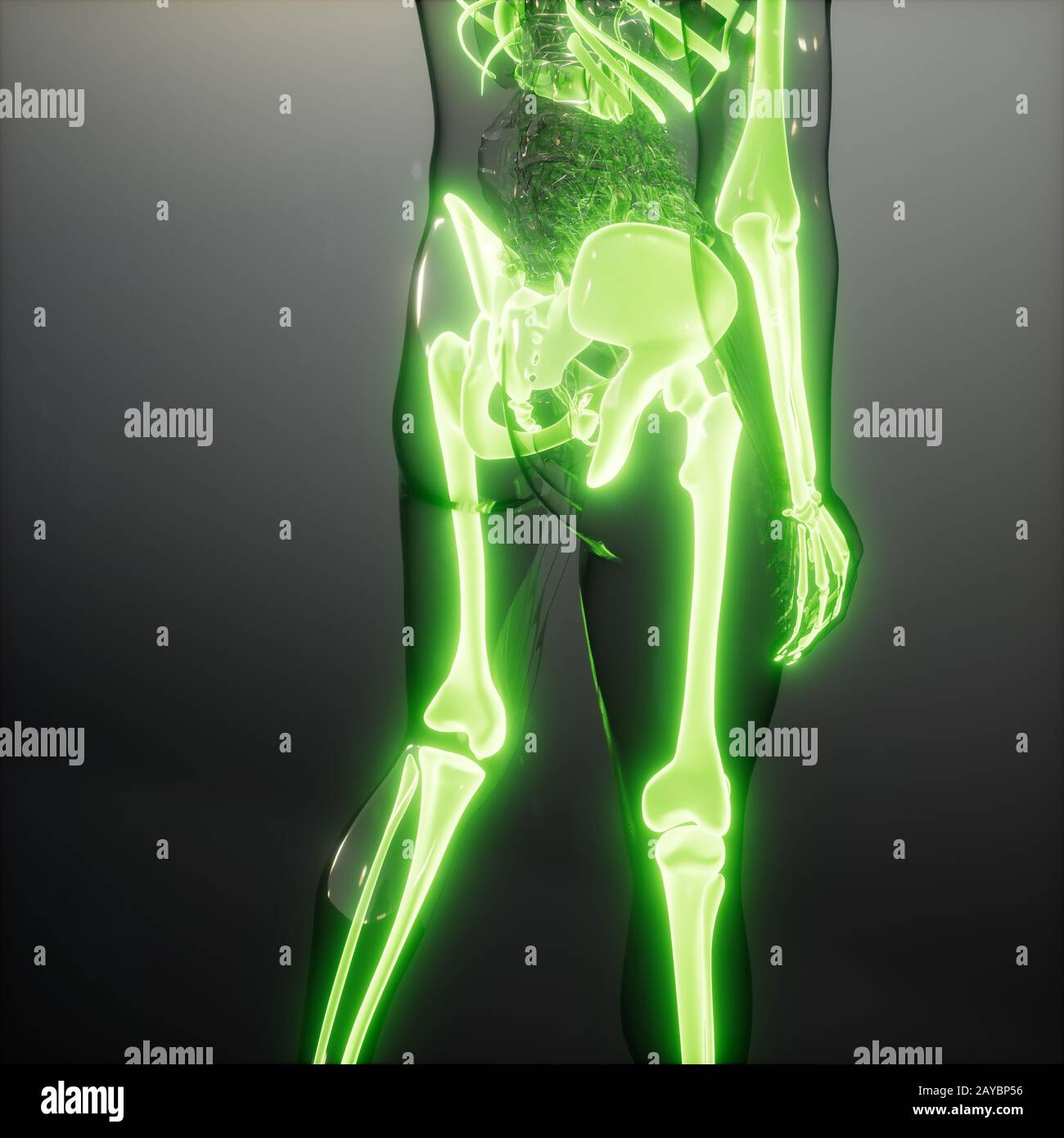 Transparent Human Body with Visible Bones Stock Photo - Alamy