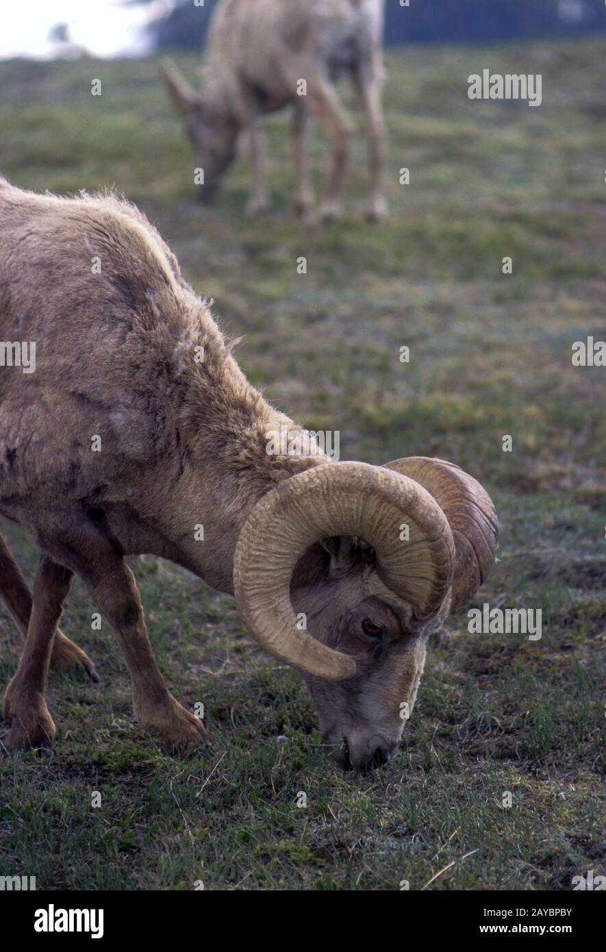 Curled sheep horns hi-res stock photography and images - Alamy