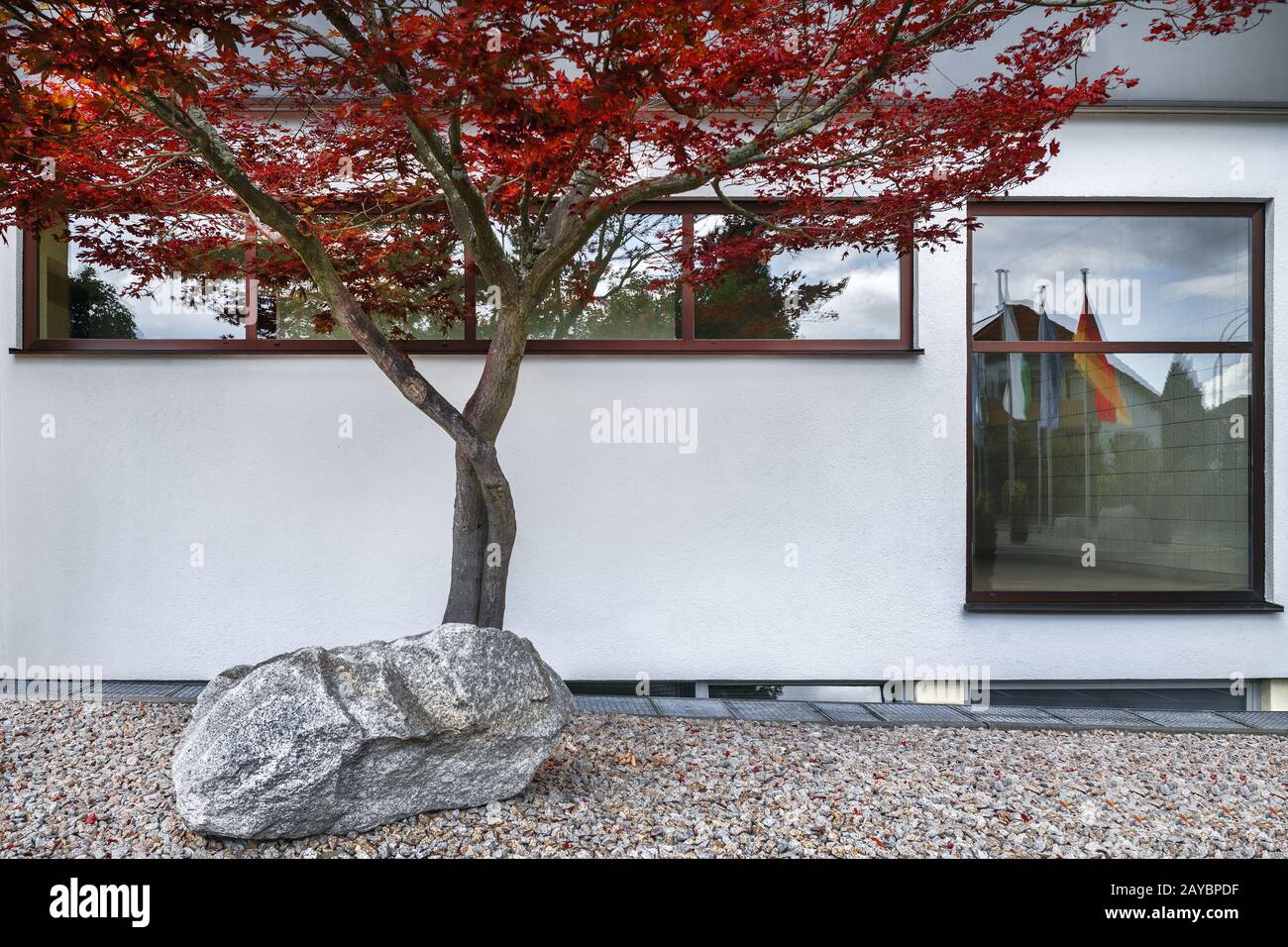 The stone on the maple tree Stock Photo - Alamy