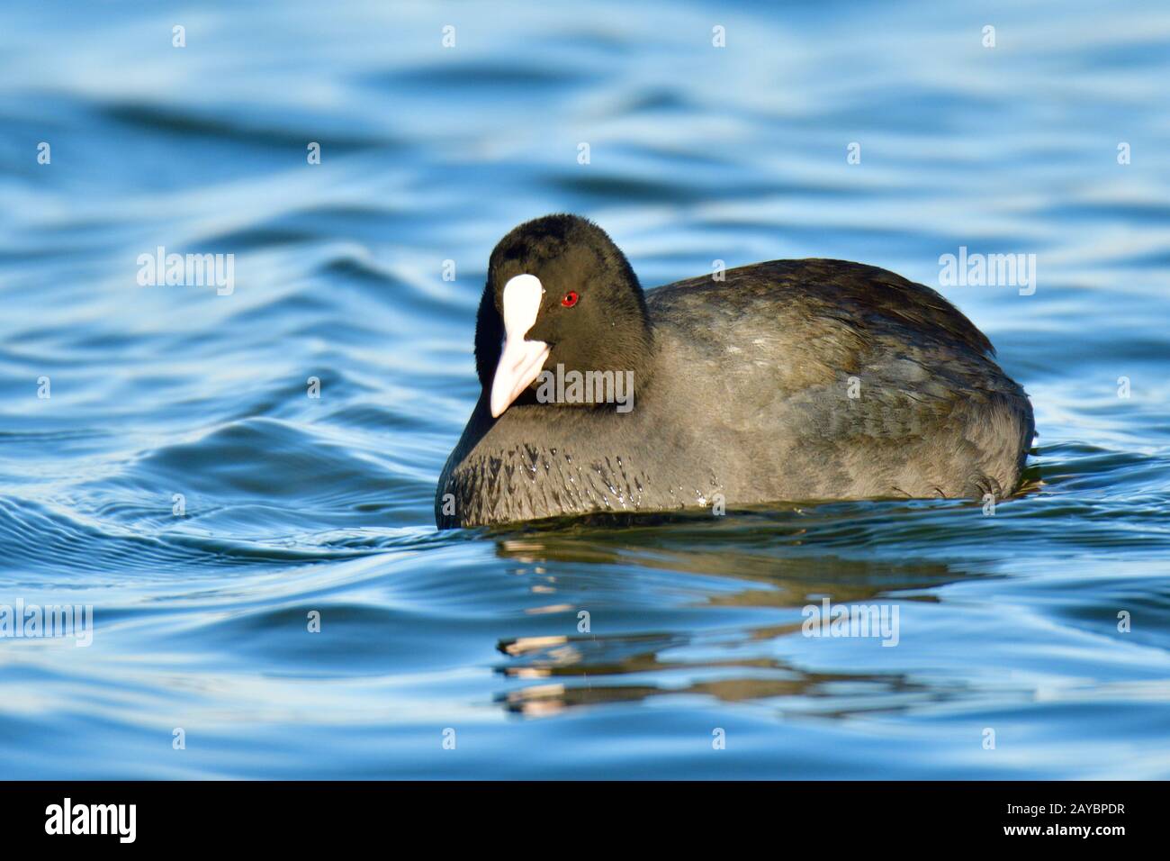 Blue footed hi-res stock photography and images - Alamy