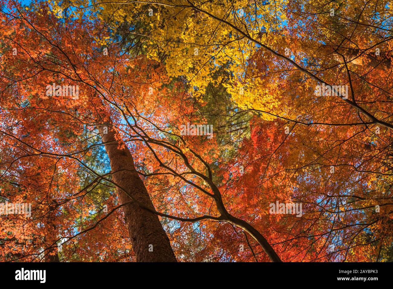 multi colour trees in the autumn forest Stock Photo - Alamy
