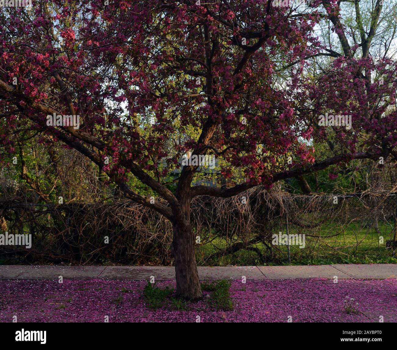 Spring flowers on a crabapple tree Stock Photo - Alamy