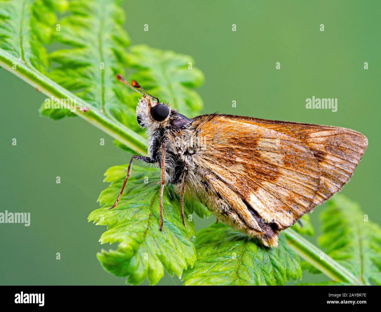 skipper butterfly, Hesperiidae sp. on fern frond, side view Stock Photo ...