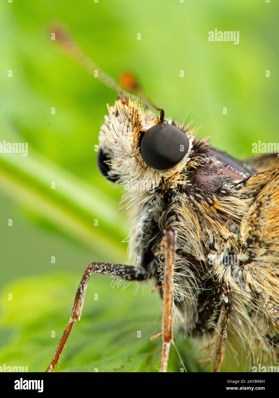 skipper butterfly, Hesperiidae sp. on fern frond, close-up of head ...