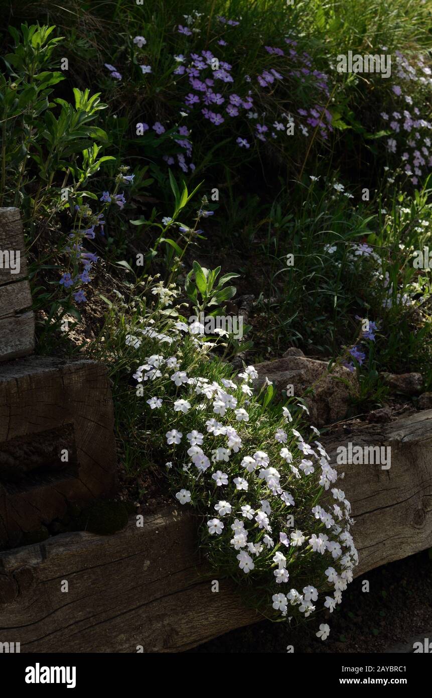 Mountain wildflowers grow along a timber wall. Growing flowers in the ...