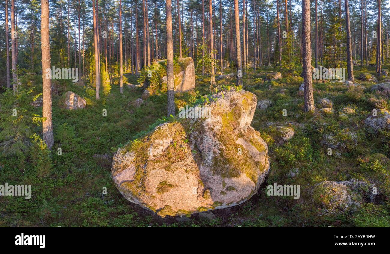 Evergreen forest with large rocks Stock Photo - Alamy