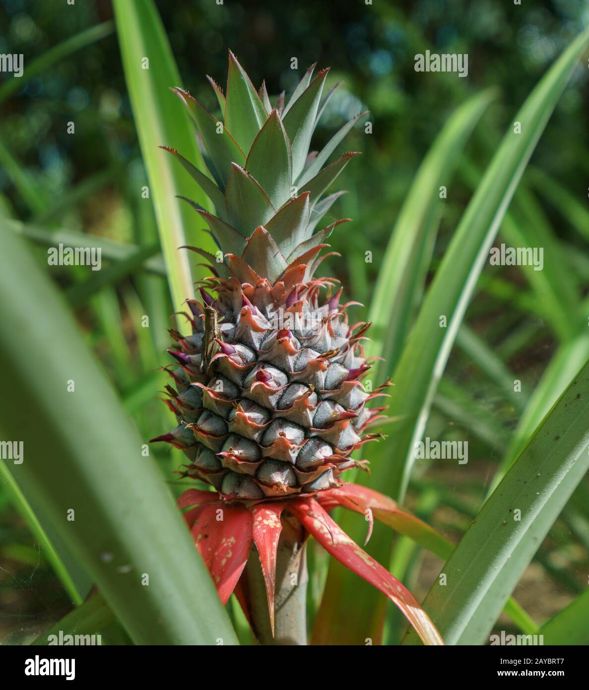 Pineapple farm thailand hi-res stock photography and images - Alamy