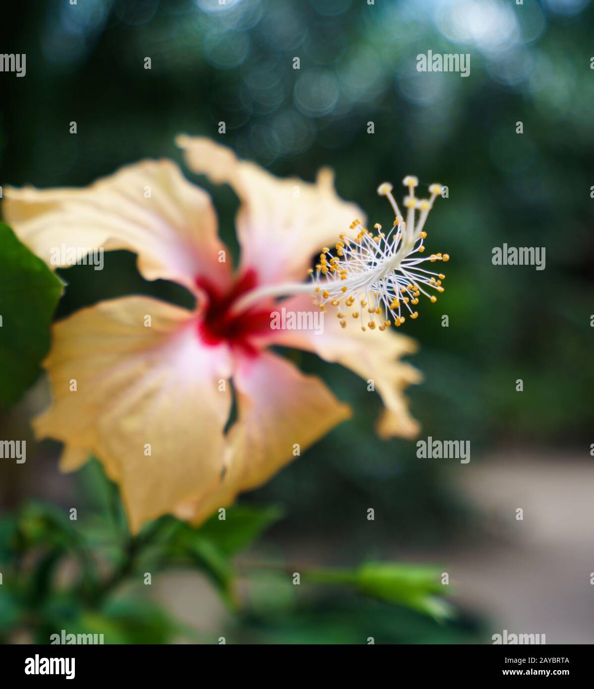 Most beautiful hibiscus flower image hi-res stock photography and ...
