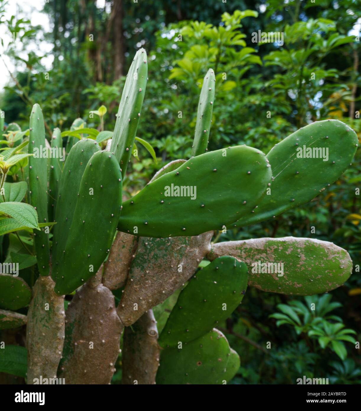 Rainforest cactus hi-res stock photography and images - Alamy
