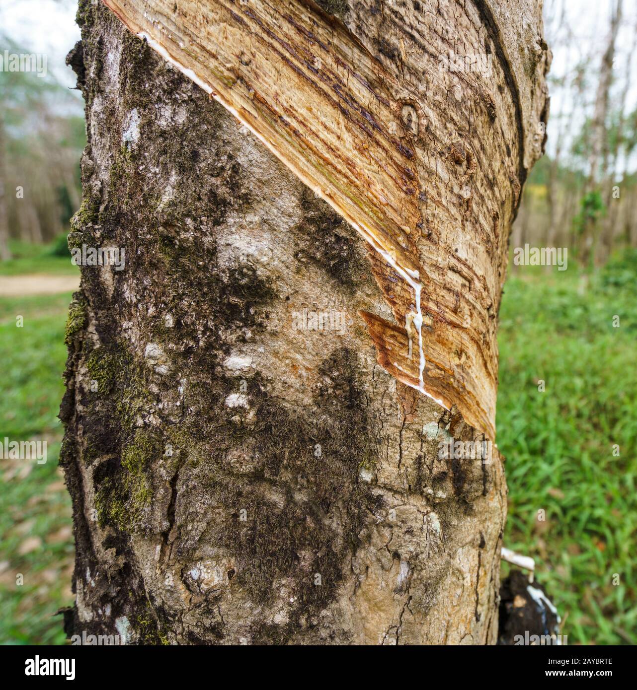 Phuket thailand rubber tree plantation hi-res stock photography and ...