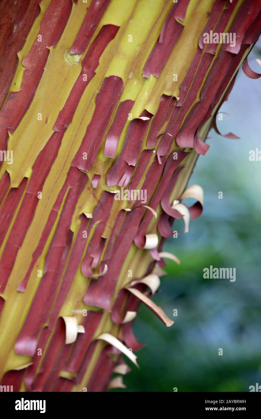 Seeing trunk of the Greek strawberry tree (Arbutus andrachne), public ...