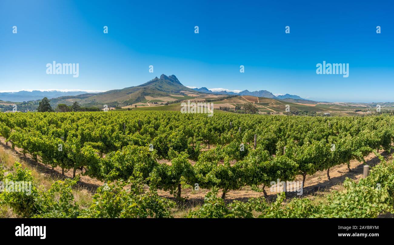 Beautiful landscape of Cape Winelands, wine growing region in South ...